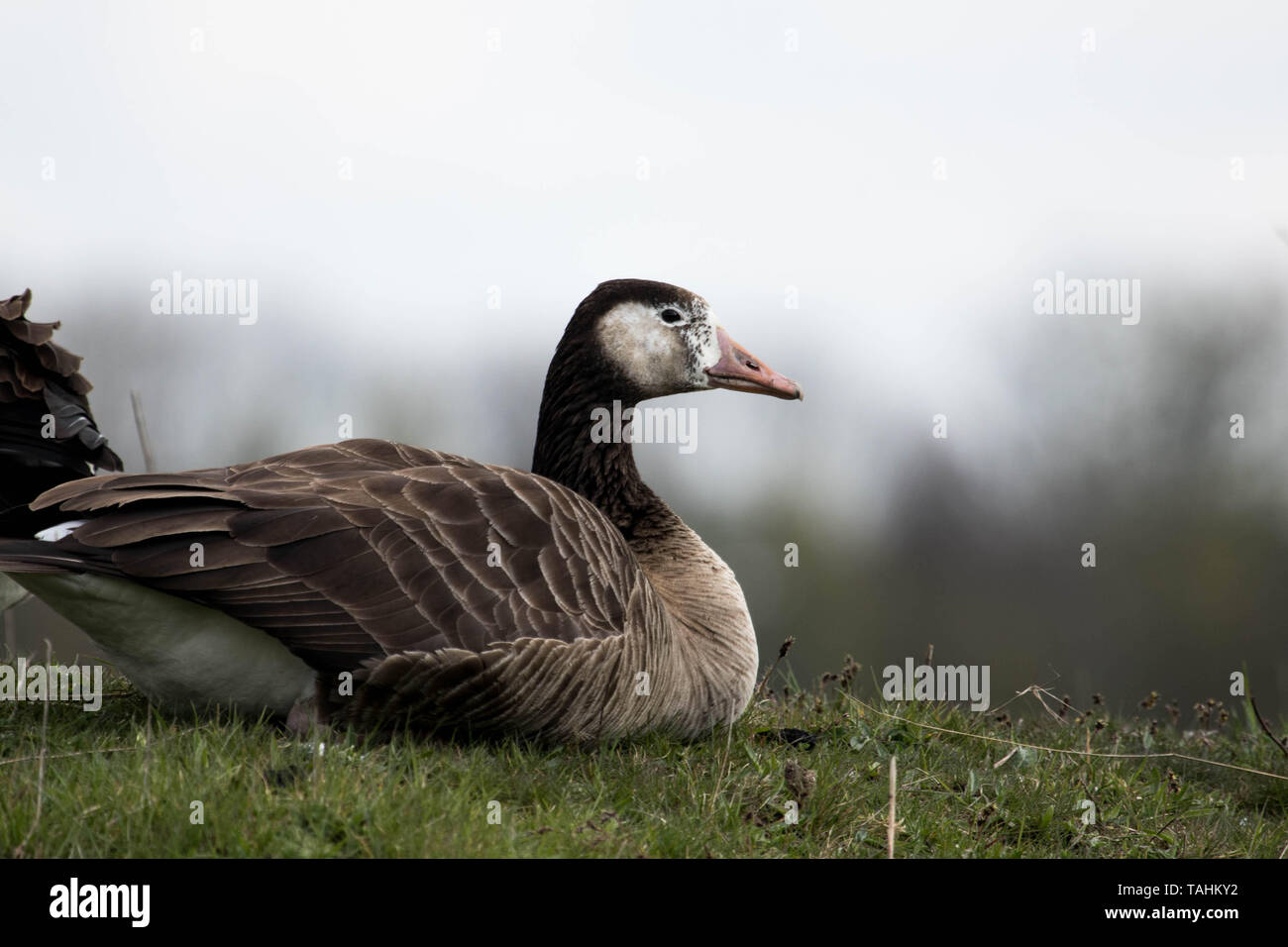 Grey goose bread hi-res stock photography and images - Alamy