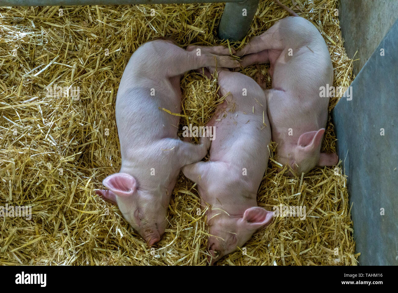 Piglets at Cannon Hall Farm, Bark House Lane, Cawthorne, Barnsley ...