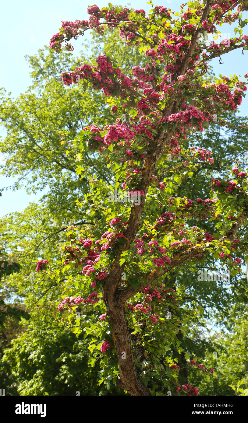 Beautiful Lagerstroemia or crape myrtle tree in full blossom with ...