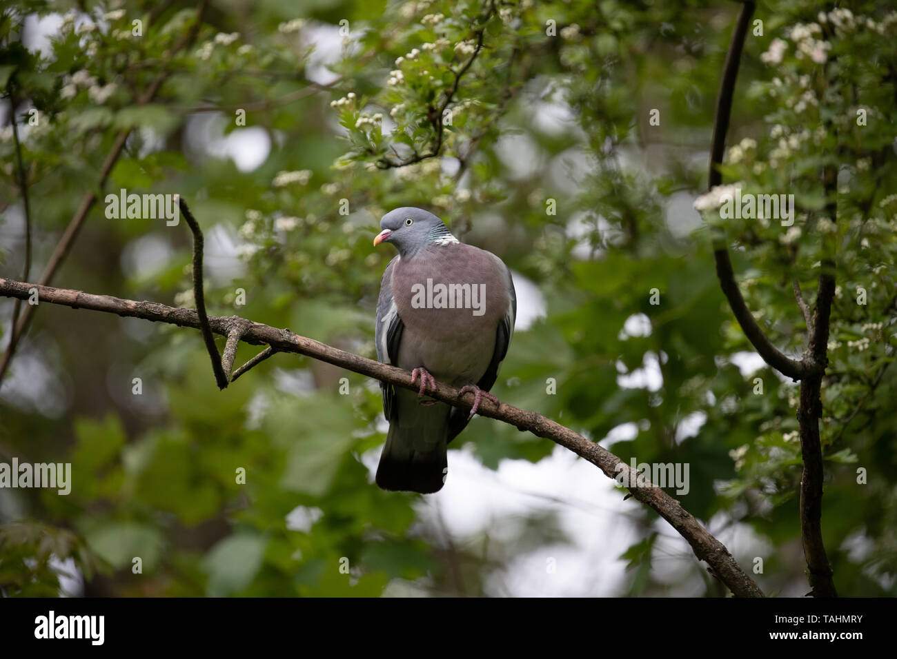 Wood pigeons in the countryside Stock Photo - Alamy