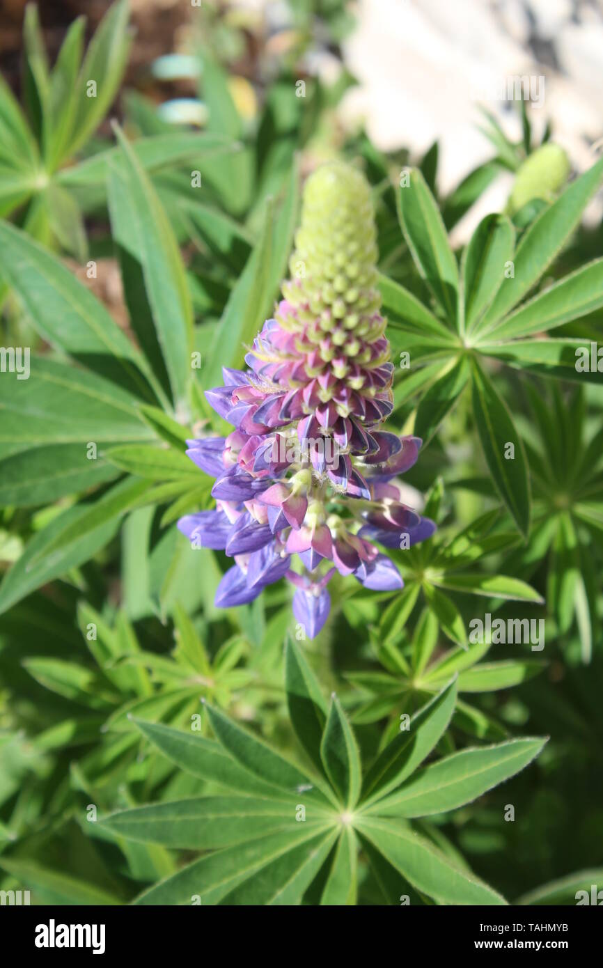 Lupins, lupinus, lupine lupin purple in garden Stock Photo - Alamy
