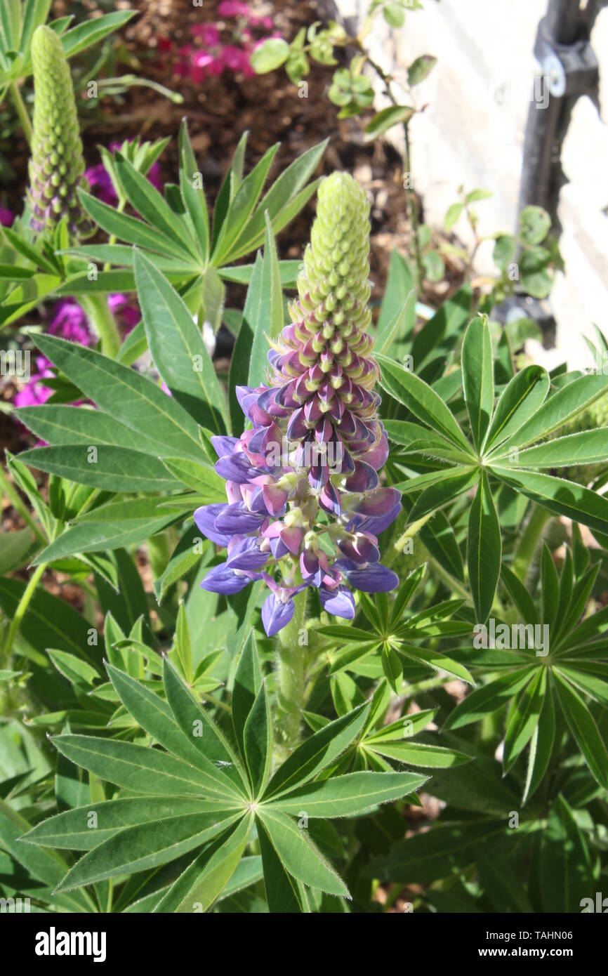 Russell lupins hi-res stock photography and images - Alamy