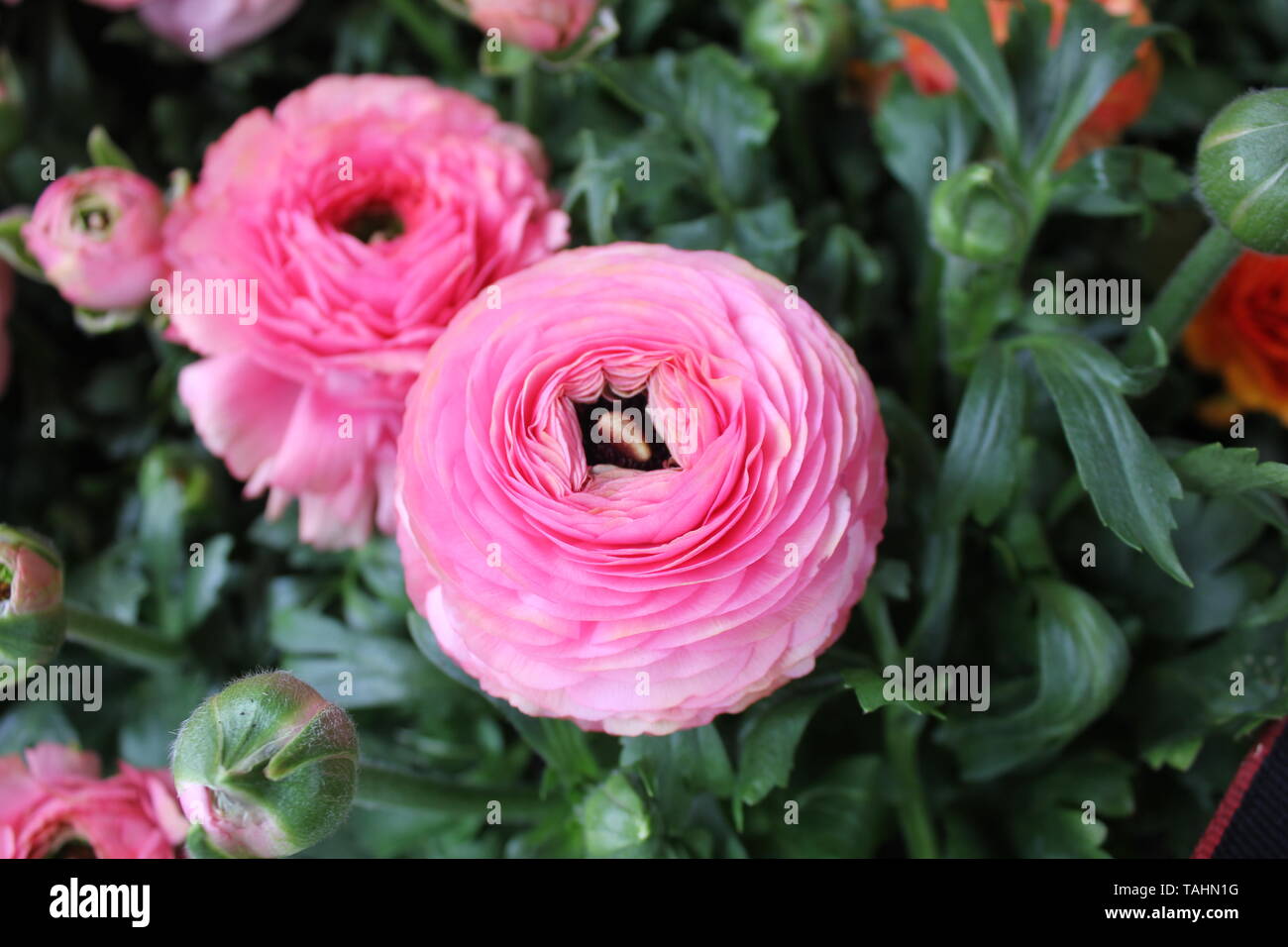 Poisonous ranunculus family hi-res stock photography and images - Alamy