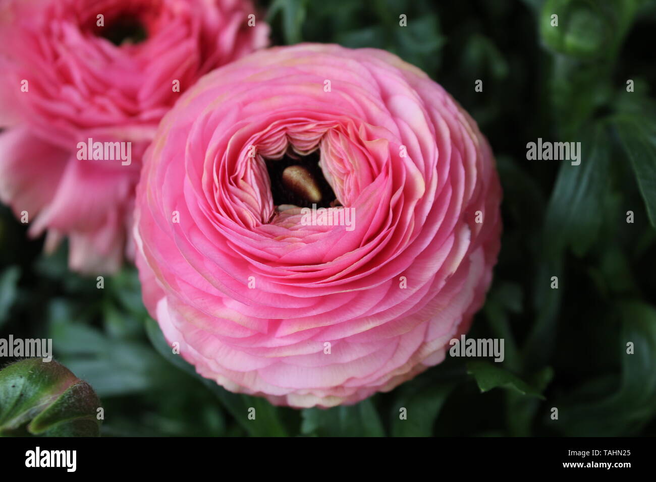 Pink Ranunculus blooming Stock Photo - Alamy