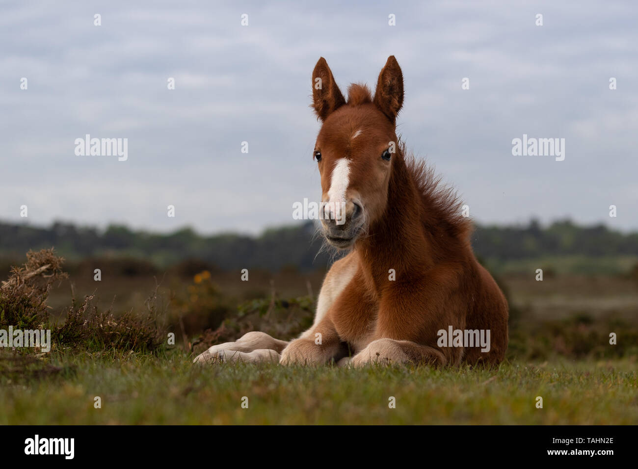 Sitting foal hi-res stock photography and images - Alamy