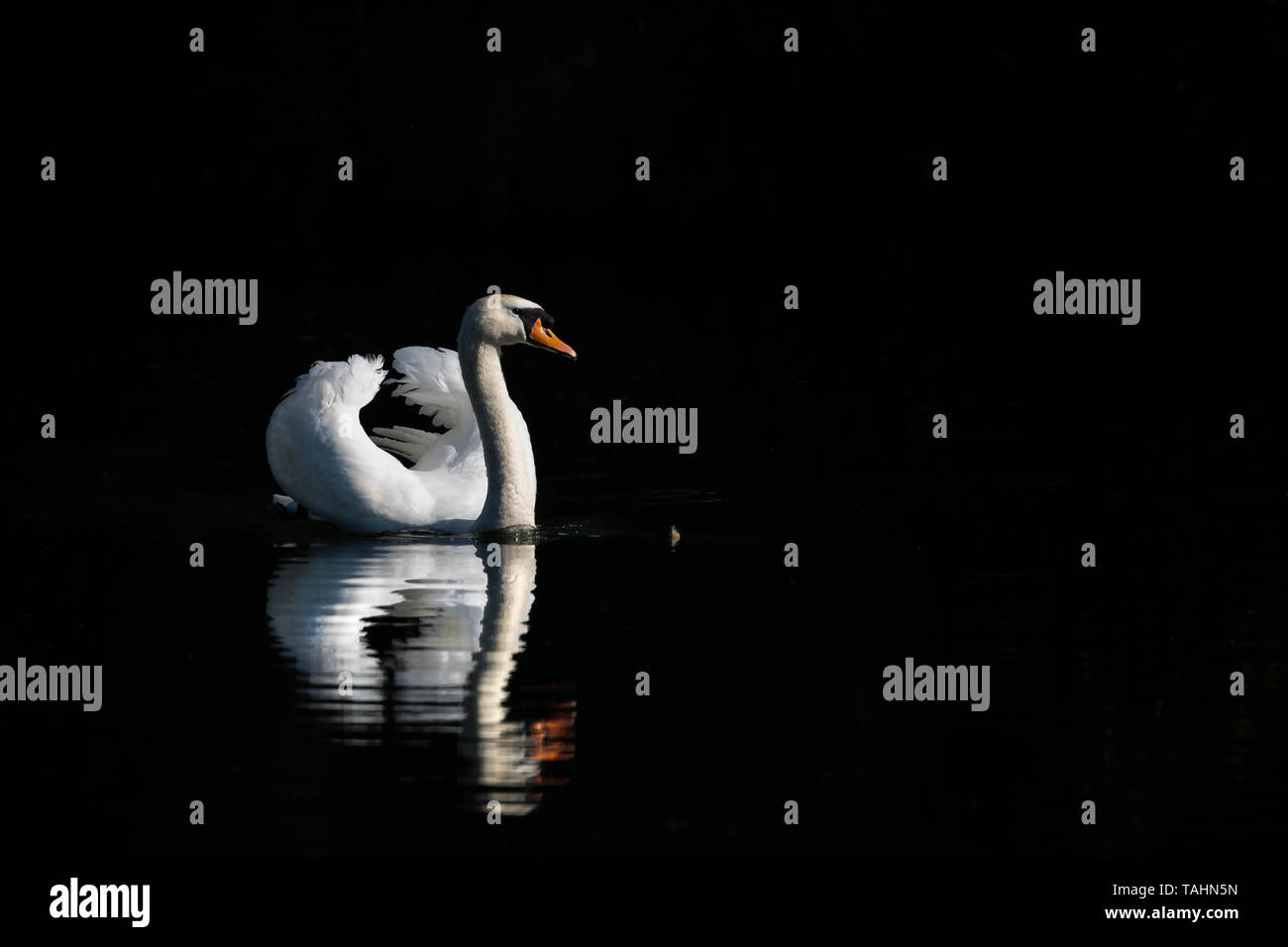 Flared wings hi-res stock photography and images - Alamy