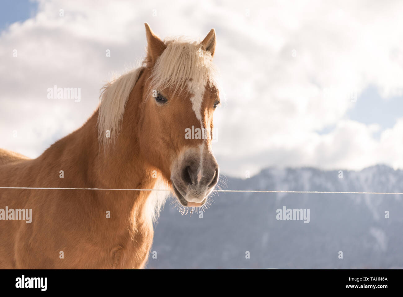 Haflinger horse on background winter mountains. Portrait Stock Photo ...