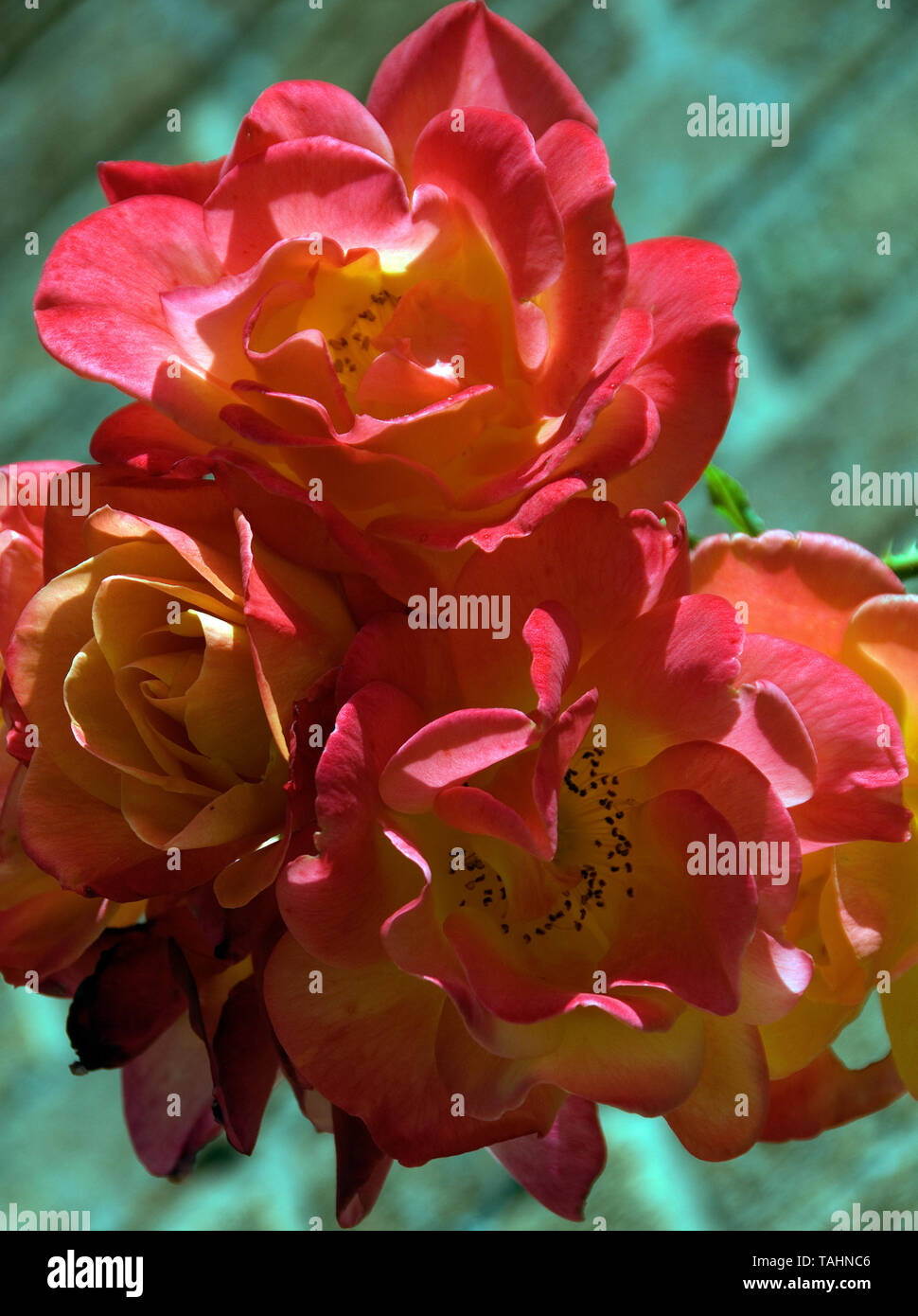 Rosa 'Joseph's Coat' Stock Photo - Alamy
