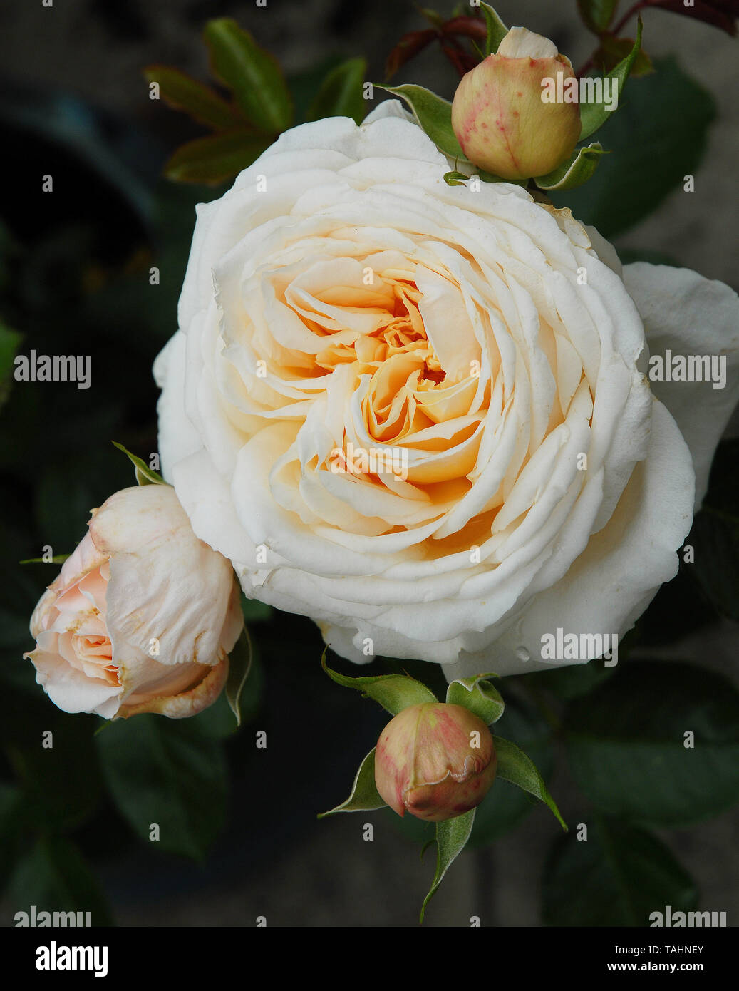 Rosa 'Happy Birthday' Stock Photo - Alamy