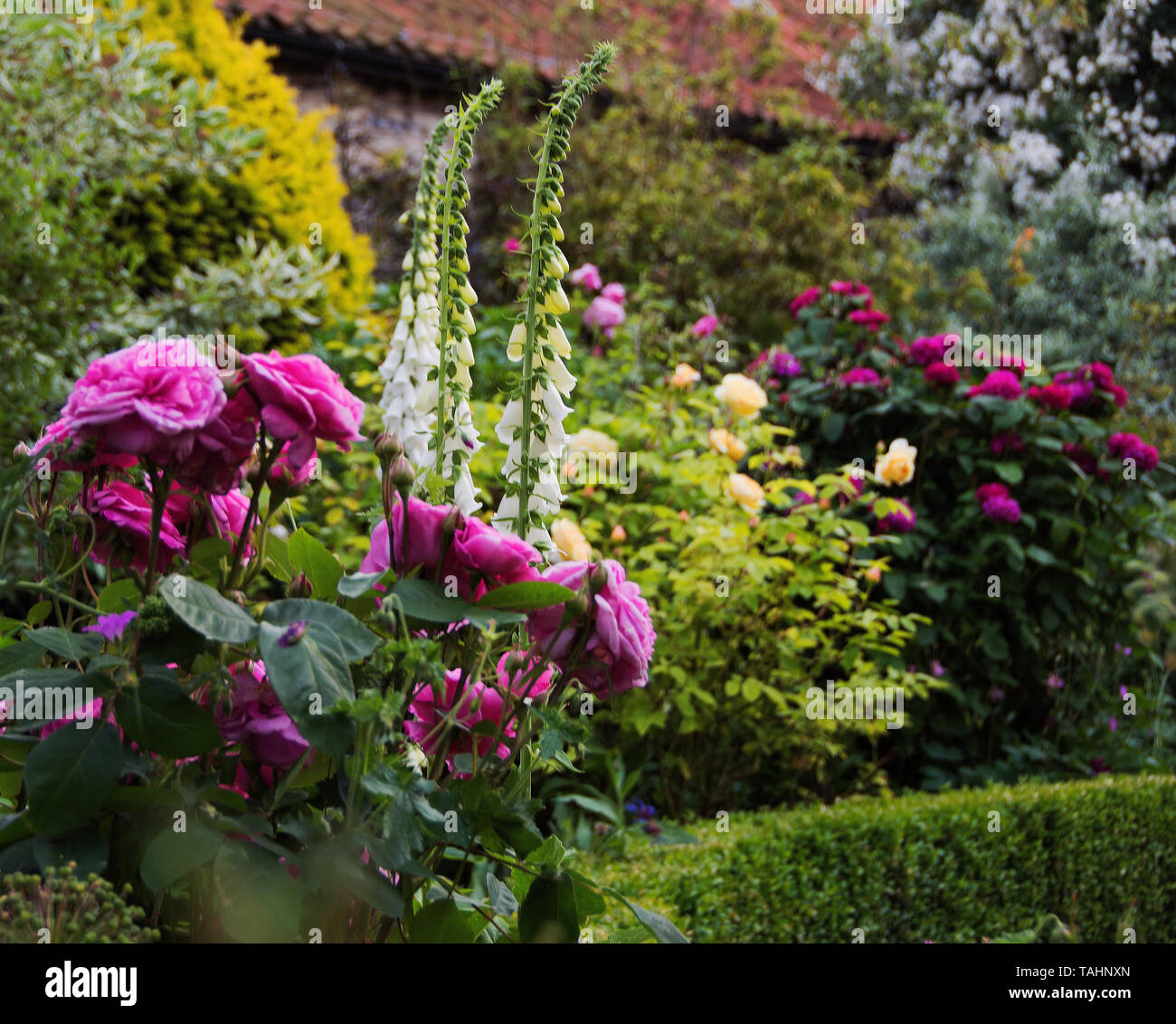 Rosa Gertrude Jekyll stars in a NGS Garden in Little Humby Stock Photo ...