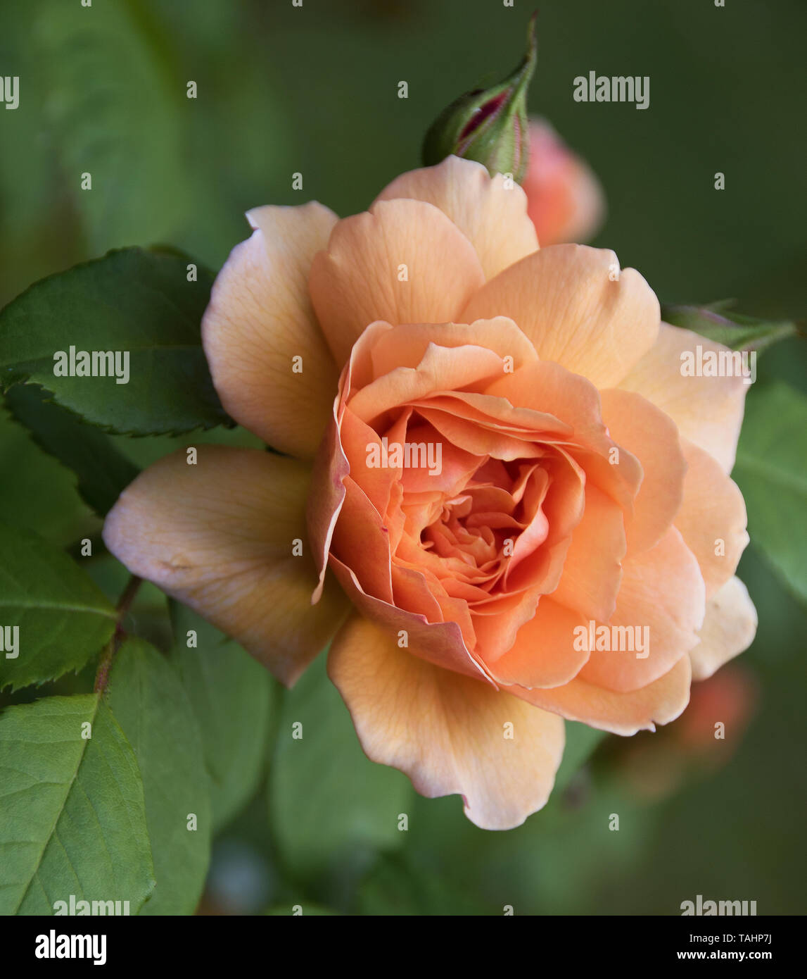 Pure apriccot flowers hi-res stock photography and images - Alamy