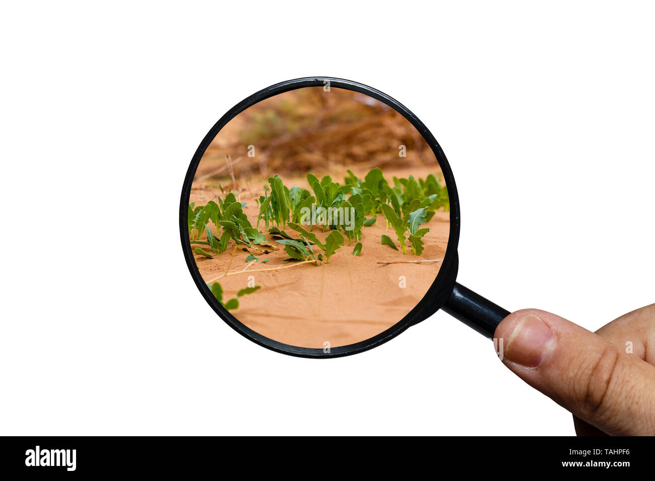 green grass growing through sand, view through a magnifying glass on a ...