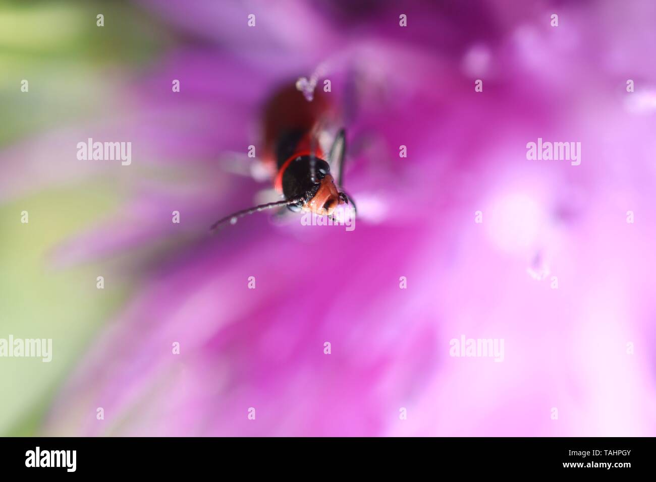 beetle face close-up Stock Photo - Alamy