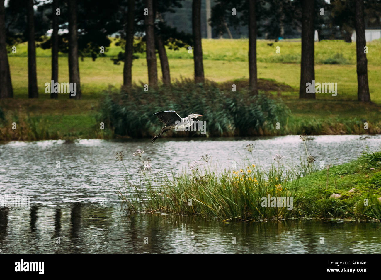 Belarussian fauna hi-res stock photography and images - Alamy