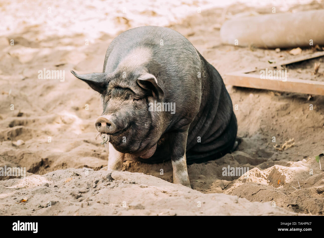 Raising sand hi-res stock photography and images - Alamy