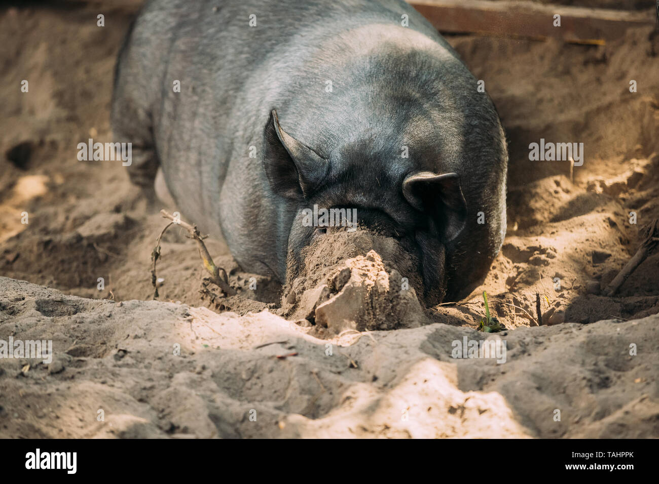 Raising sand hi-res stock photography and images - Alamy