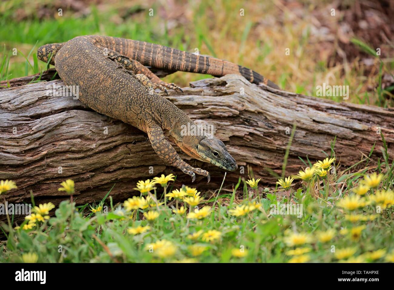 Rosenberg's monitor (Varanus rosenbergi), adult, foraging, Parndana ...