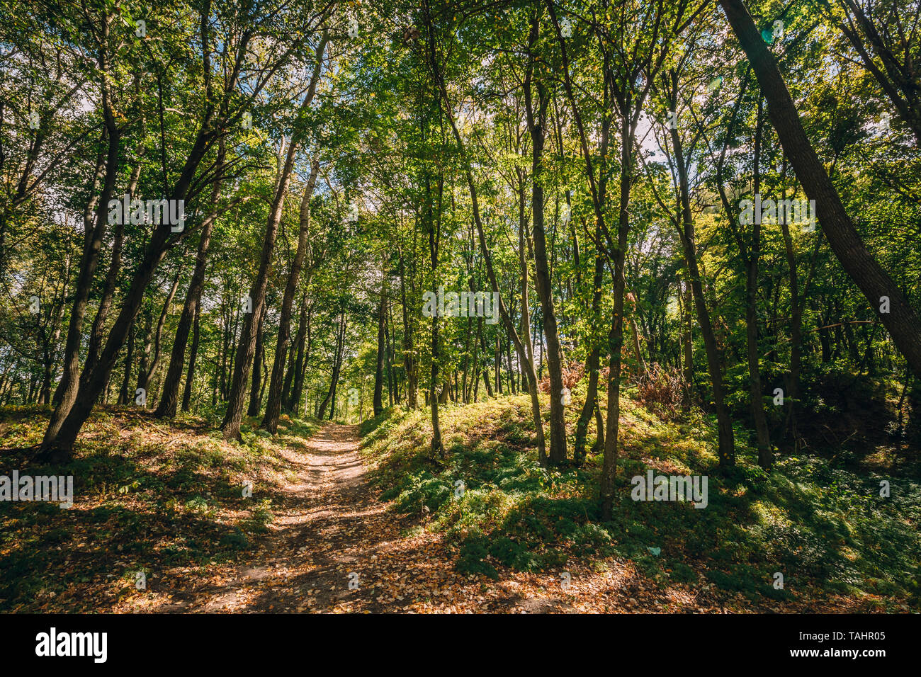 Sunlight In Deciduous Forest, Summer Nature Landscape. Lane Path ...