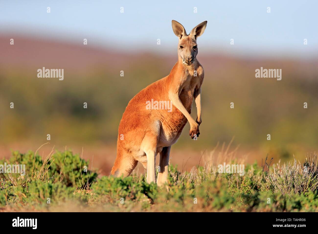 Red kangaroo (Macropus rufus), male standing alert in grassland, Sturt ...