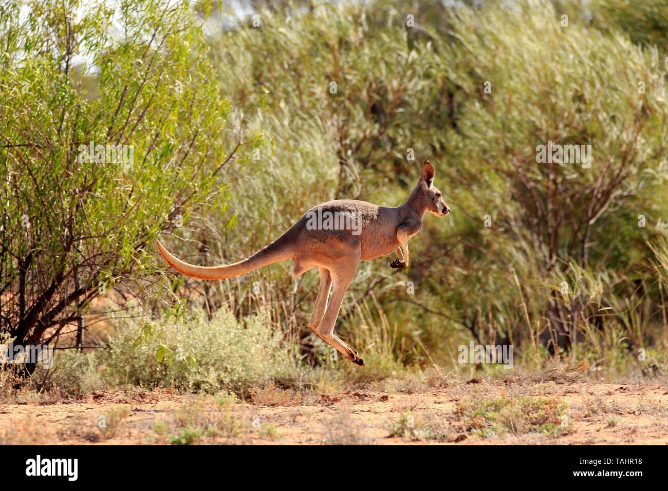 Red kangaroo (Macropus rufus), adult, jumping, bush land, Sturt ...