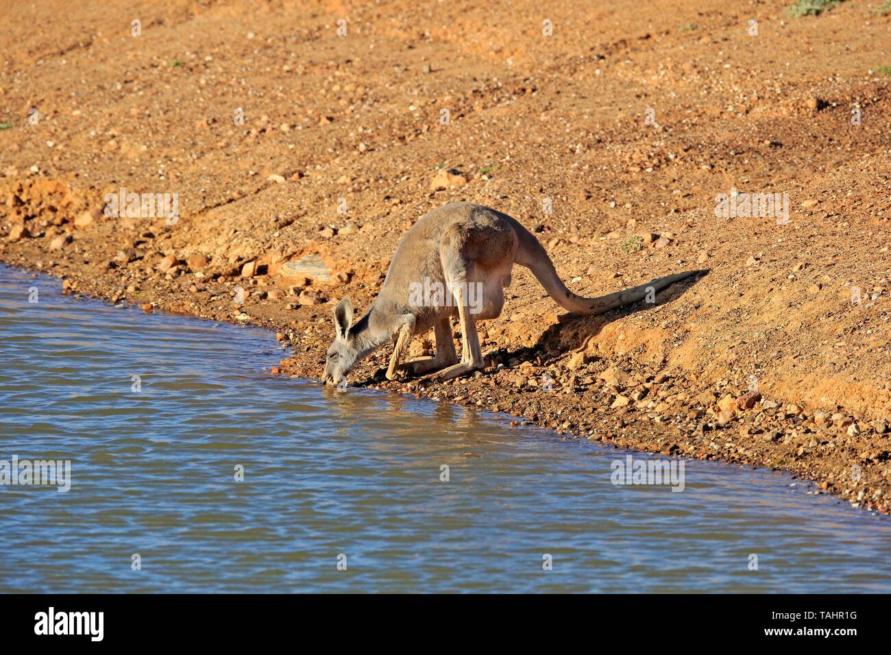 Red kangaroo (Macropus rufus), adult, drinking at the waterhole, Sturt ...