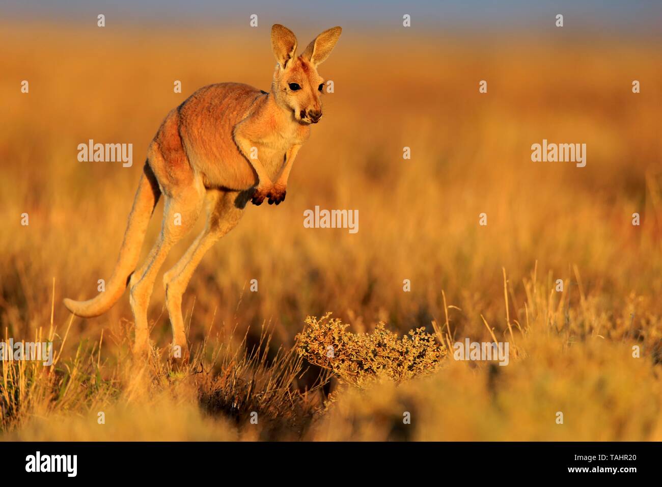 Giant red kangaroo australia hi-res stock photography and images - Alamy