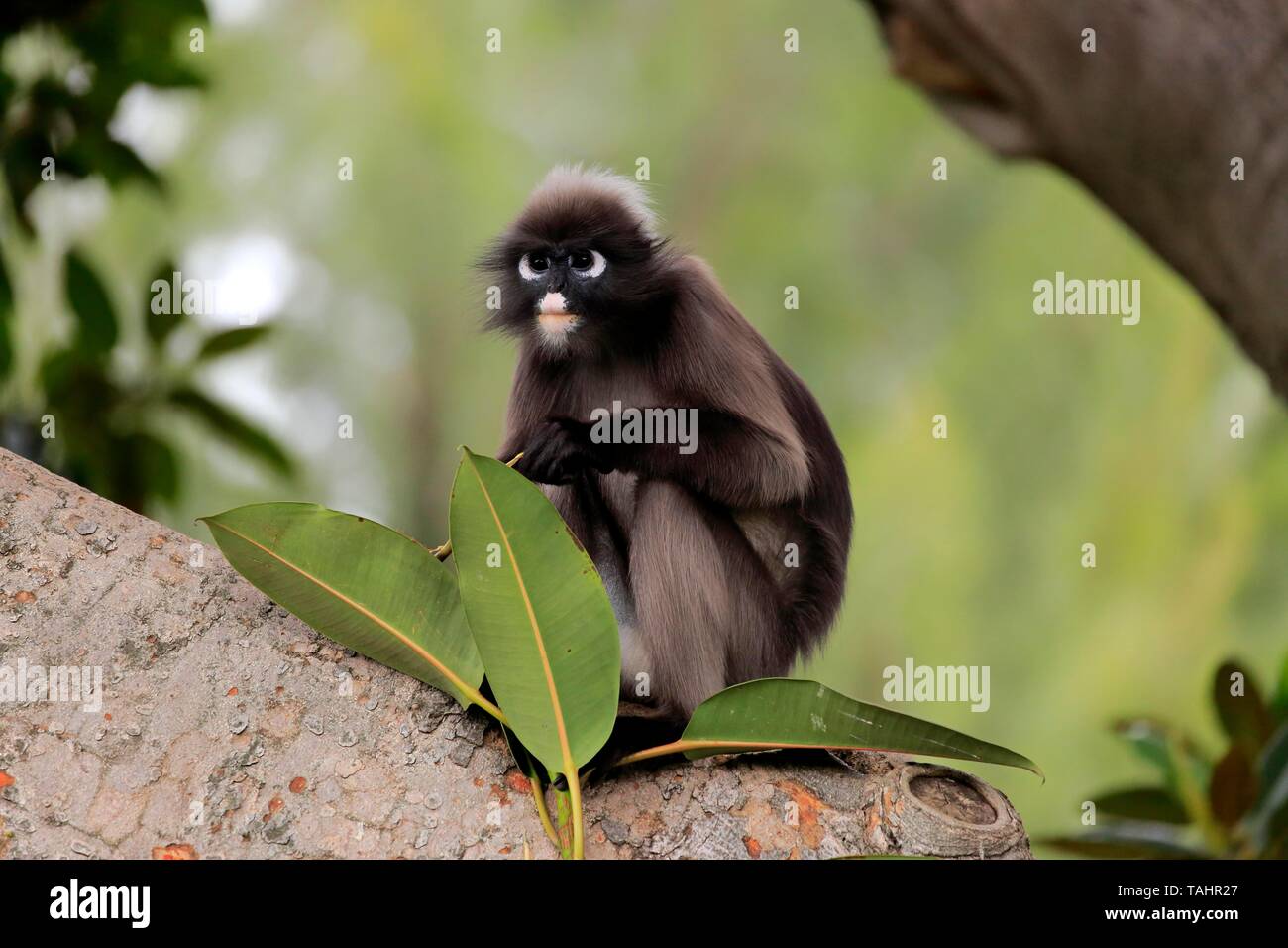 Monkey adelaide australia hi-res stock photography and images - Alamy
