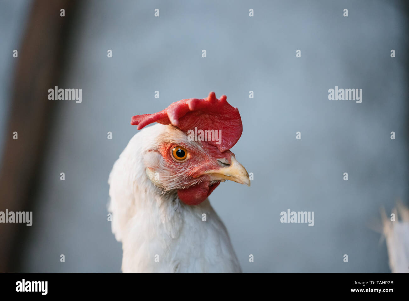 Village chickens in yard hi-res stock photography and images - Alamy