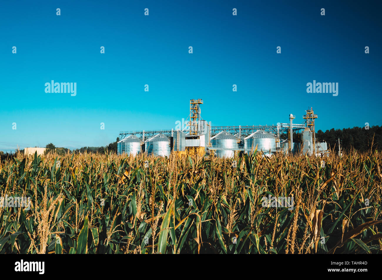 Corn dryer silos hi-res stock photography and images - Alamy