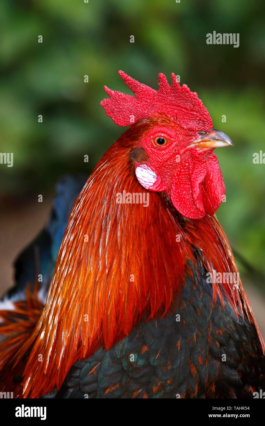 Domestic cock (Gallus gallus domesticus), animal portrait, Germany ...
