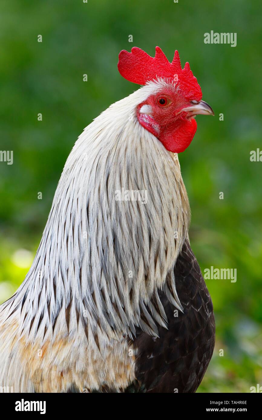 Domestic cock (Gallus gallus domesticus), animal portrait, Germany ...
