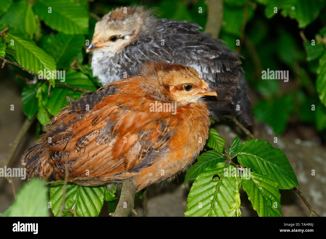 Domestic Chickens (Gallus gallus domesticus), chicks sitting on a ...