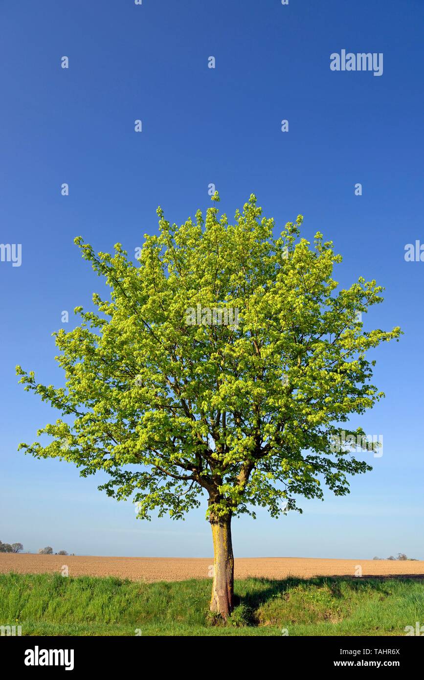 Field maple leaf hi-res stock photography and images - Alamy