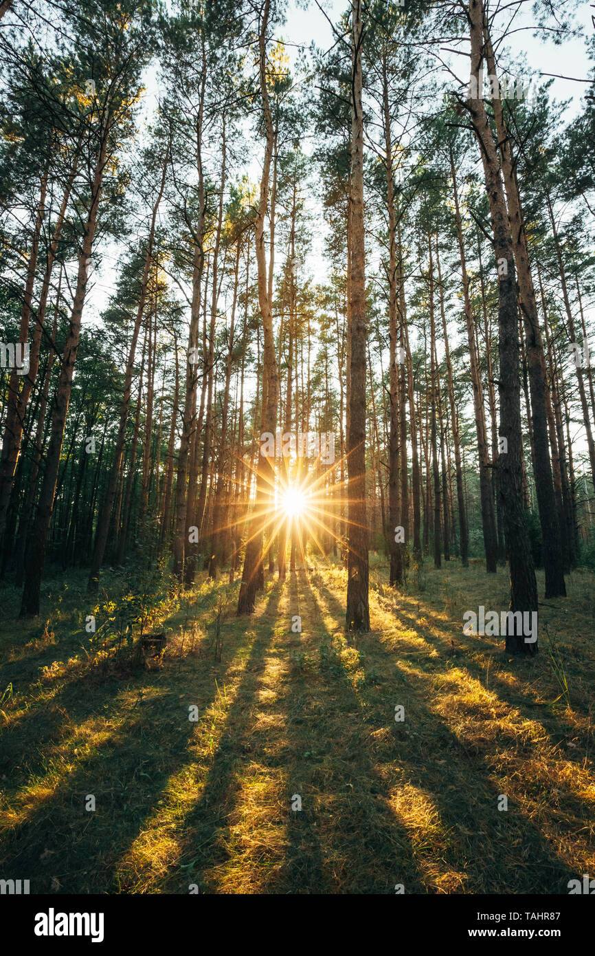 Through trunk sun hi-res stock photography and images - Alamy