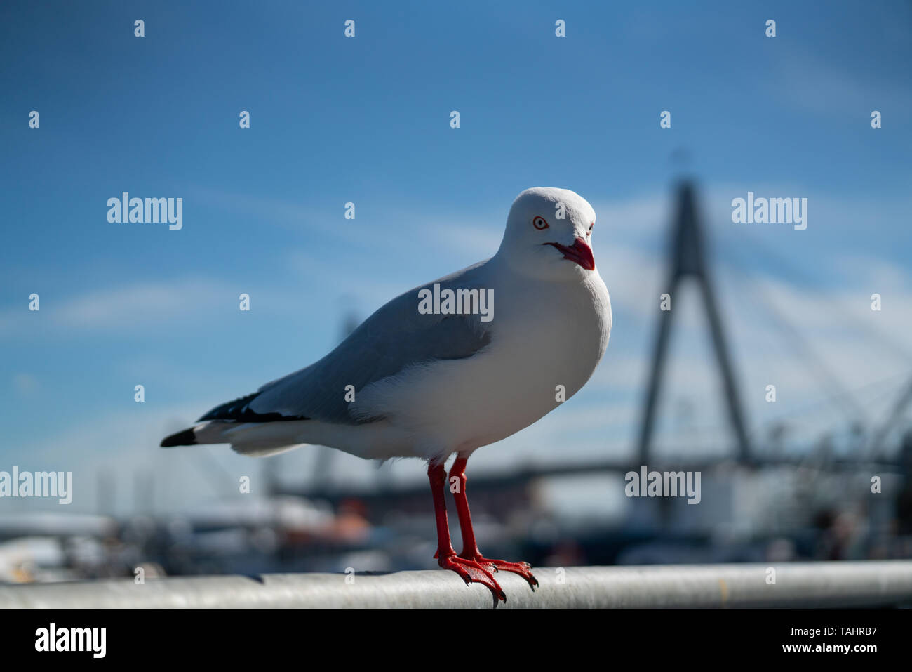 wild Australian seagull bird t at the Sydney coast Stock Photo - Alamy