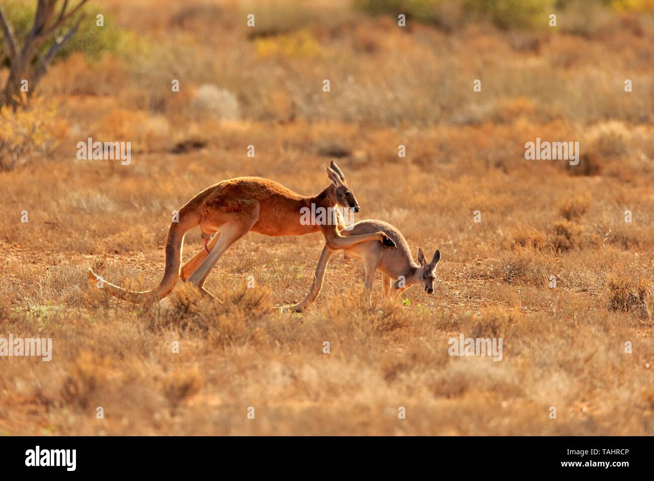 Red kangaroos (Macropus rufus), pair mating, Sturt National Park, New ...