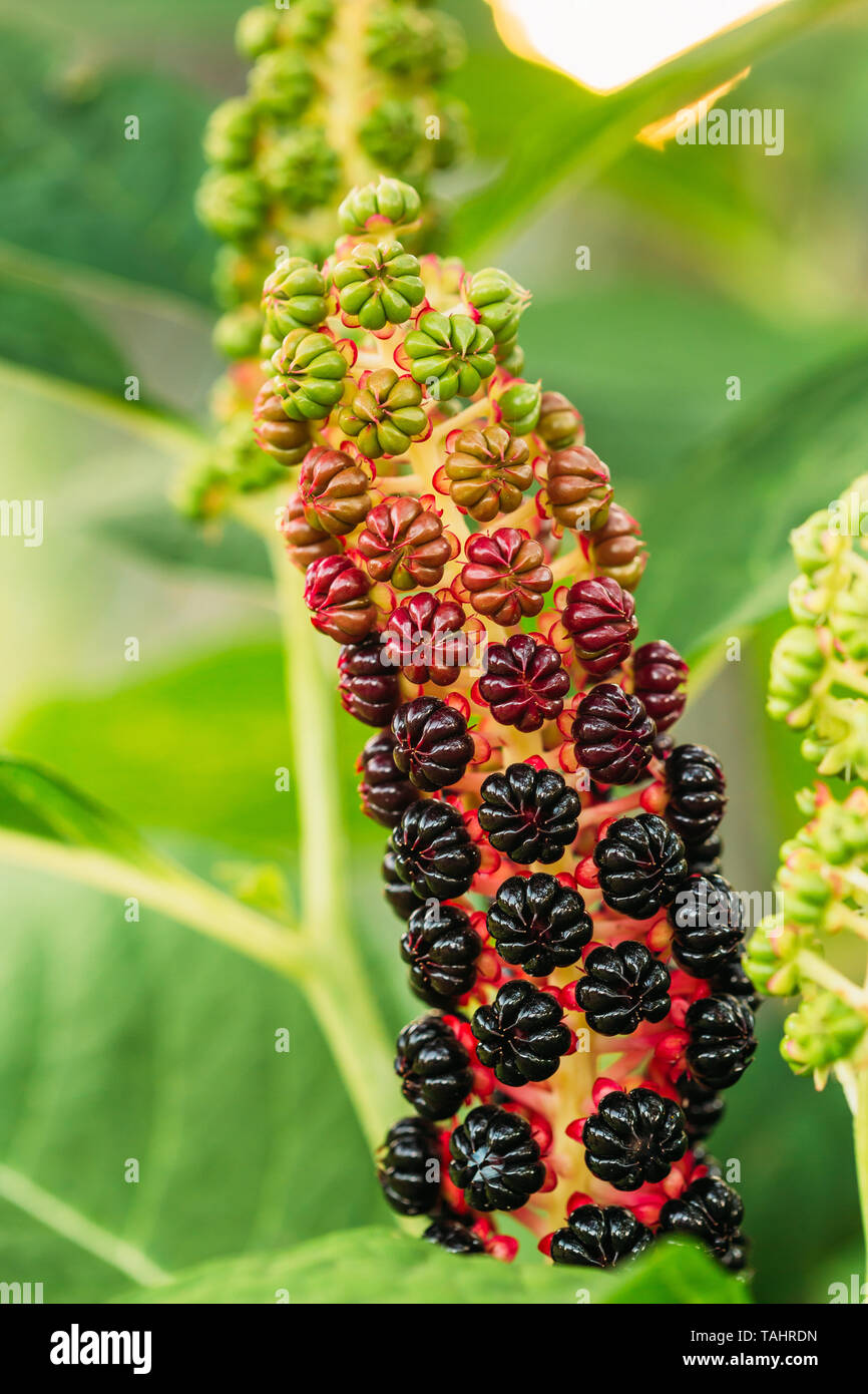 American pokeweed phytolacca americana hi-res stock photography and ...