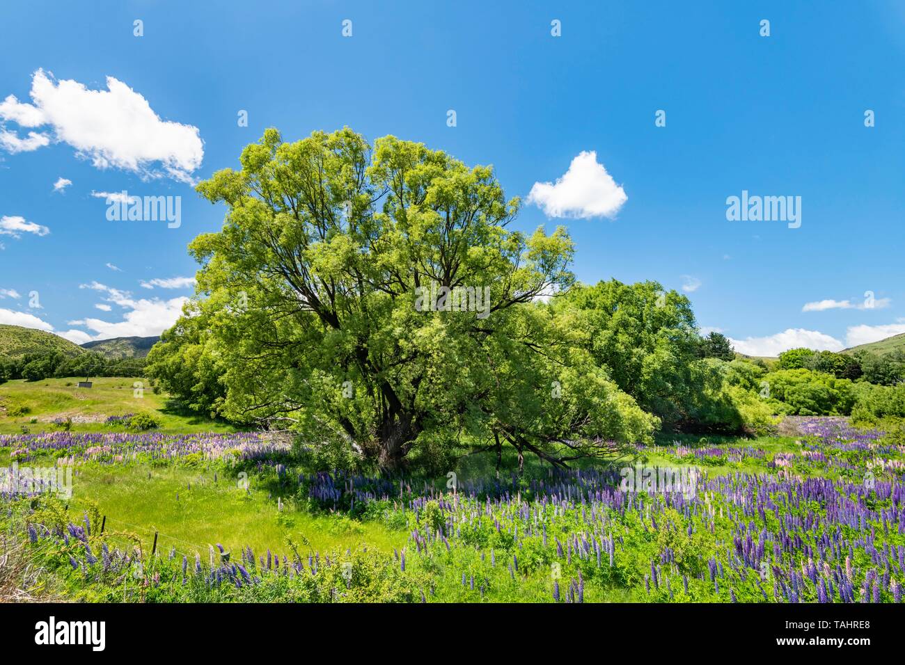 Large-leaved lupins (Lupinus polyphyllus) and large tree, Lindis Pass ...