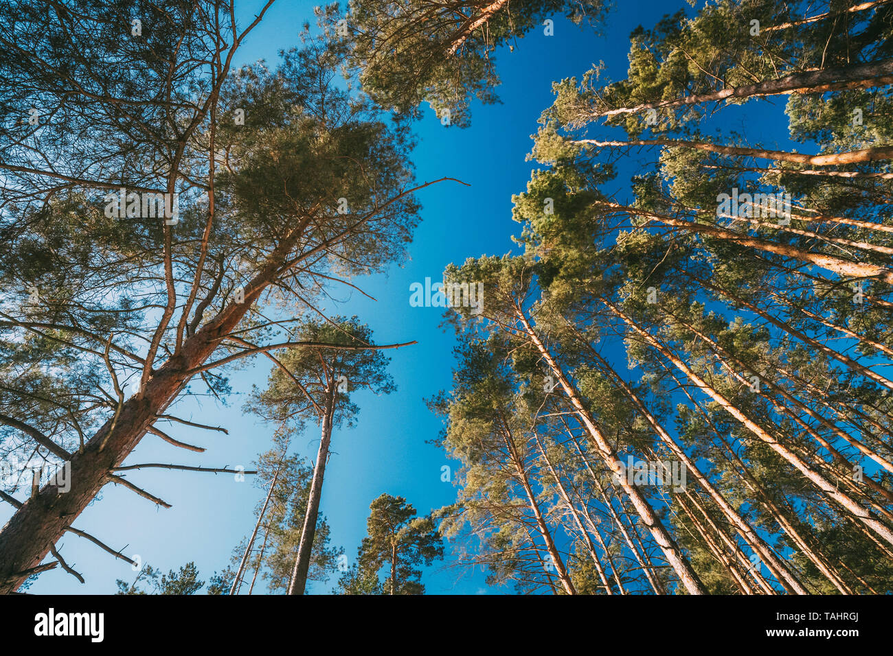 Coniferous Forest Vegetation