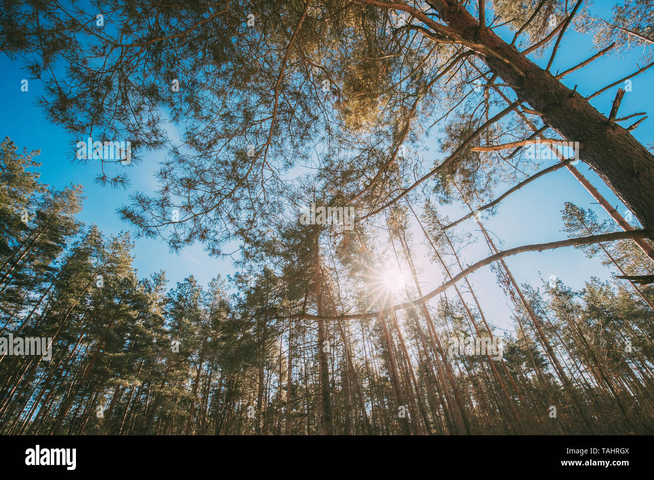 Looking Up In Beautiful Pine Coniferous Forest Trees Woods Canopy ...