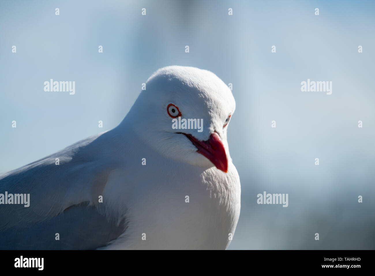 wild Australian seagull bird t at the Sydney coast Stock Photo - Alamy