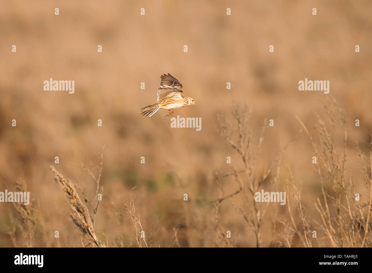 Eurasian skylark flying above field hi-res stock photography and images ...