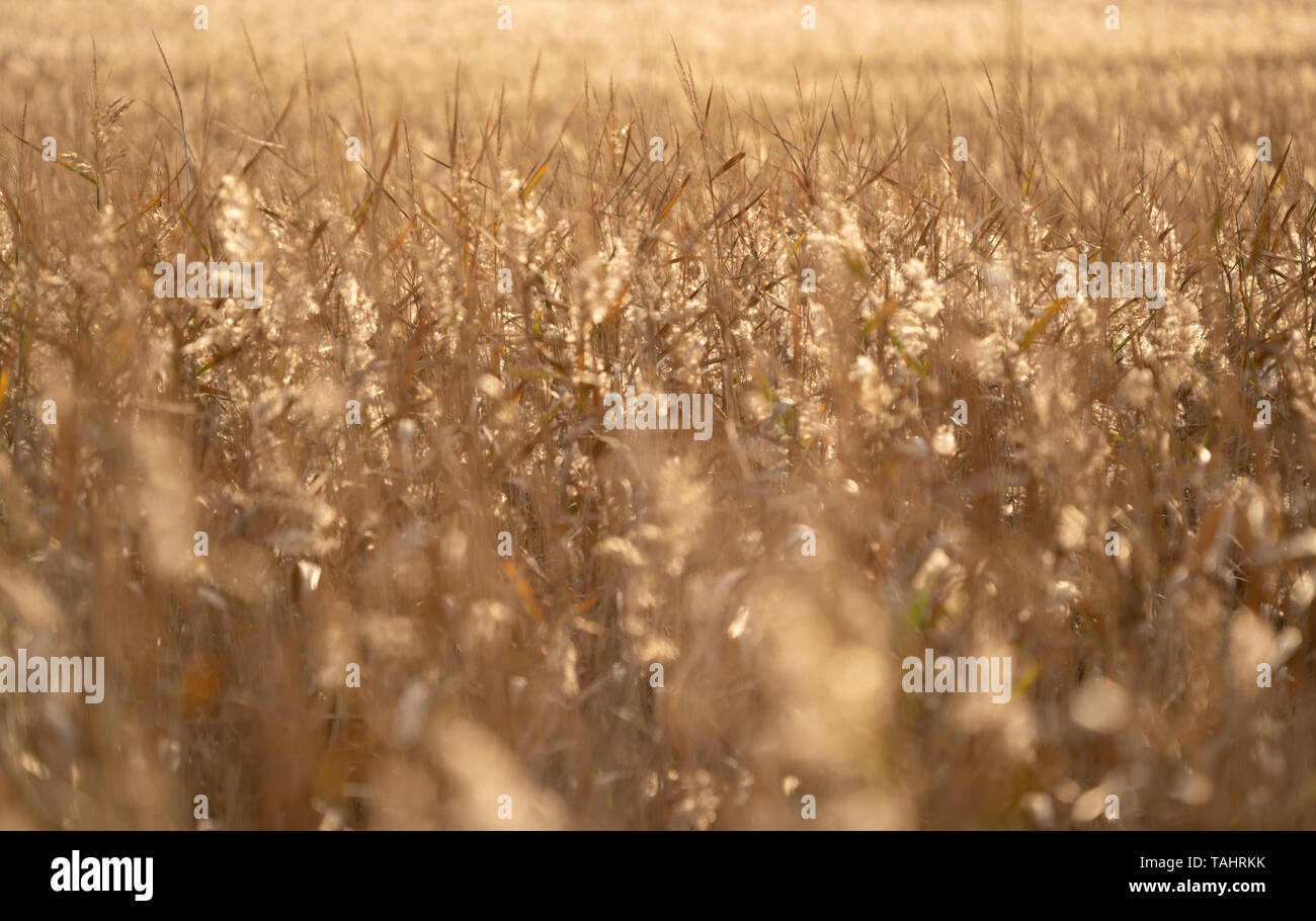 dry grass field at sunset or sunrise Stock Photo - Alamy