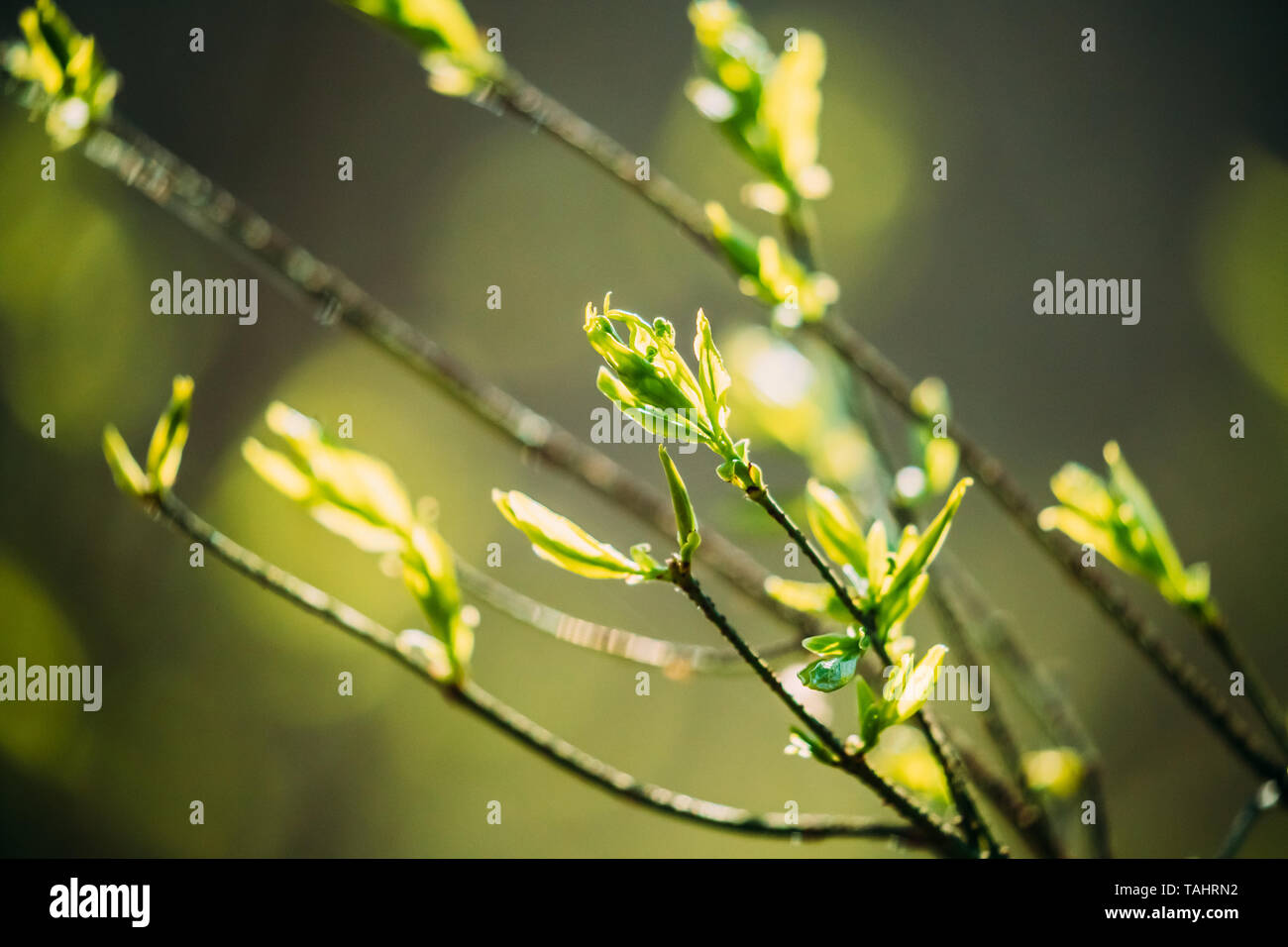 To plant tree hi-res stock photography and images - Alamy