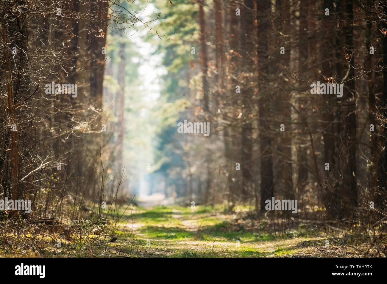 Blurred road through forest hi-res stock photography and images - Alamy
