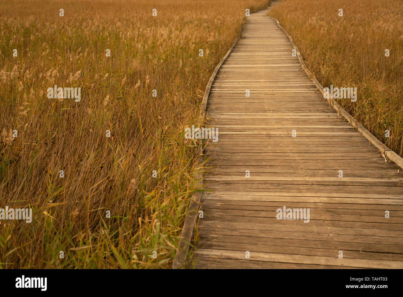 wooden boardwalk passing through golden colour grass Stock Photo - Alamy