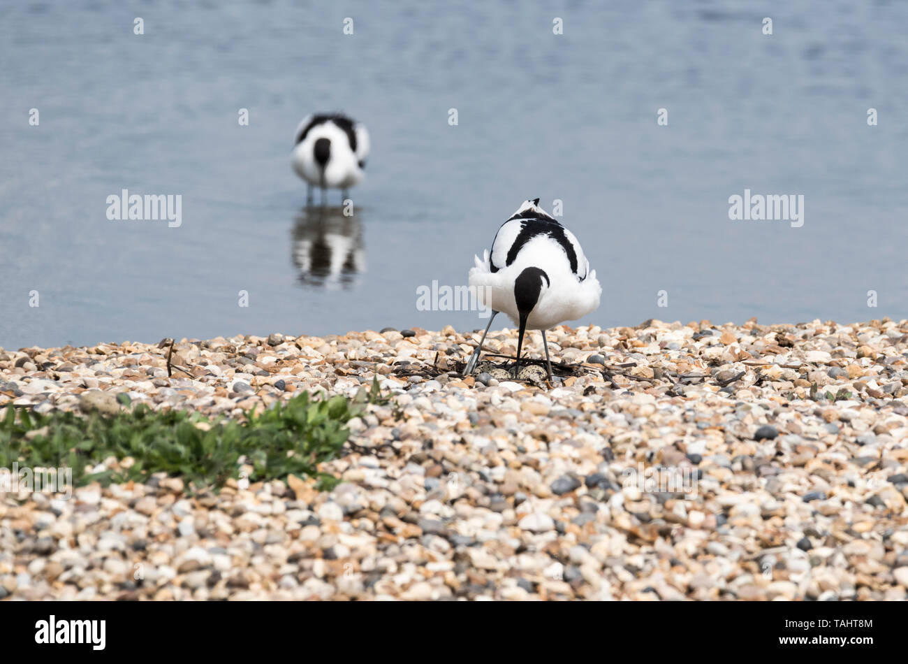 Recurvirostra avosetta eggs hi-res stock photography and images - Alamy