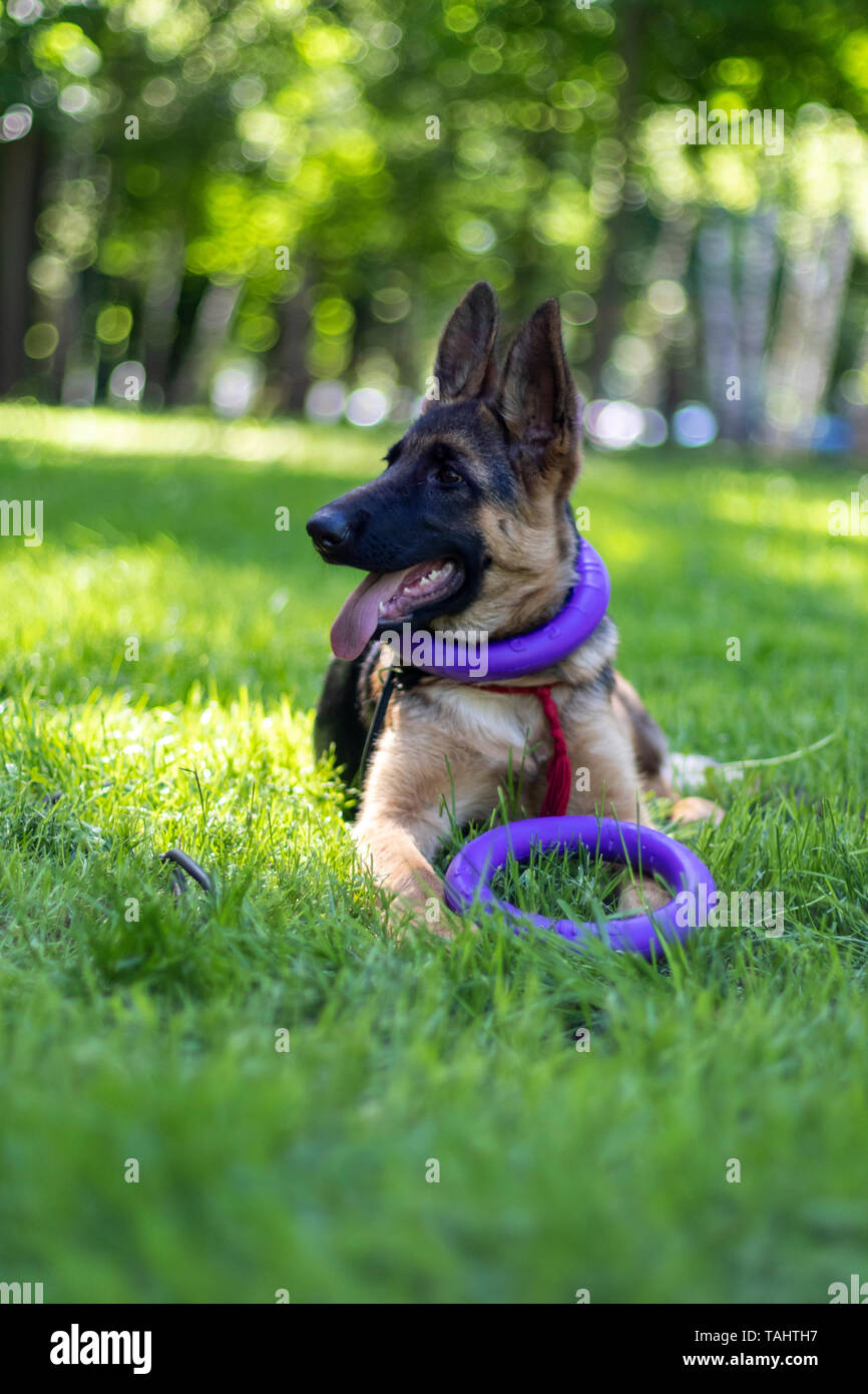 Are German Shepherds Playful Dogs