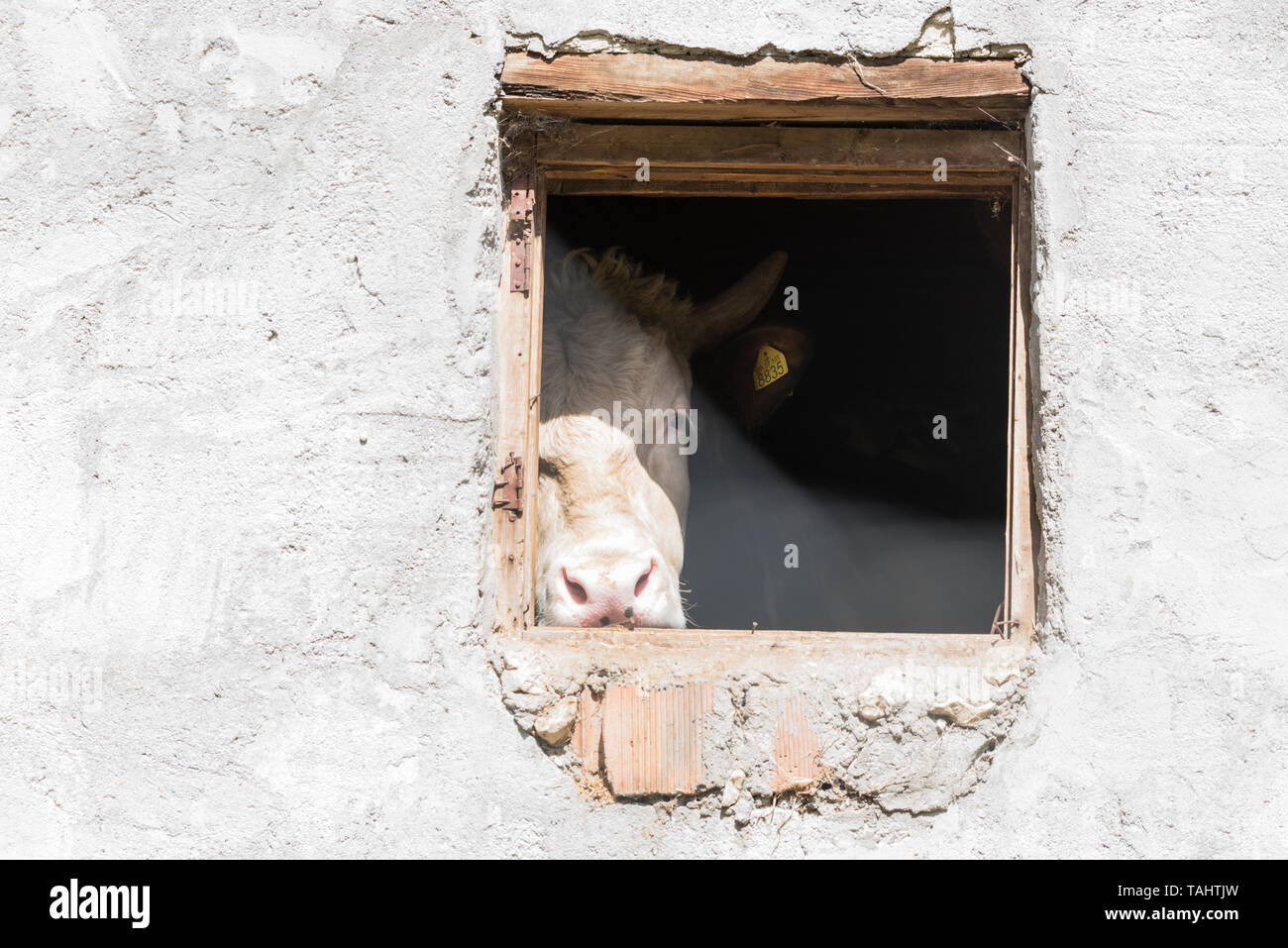 Cow head out window hi-res stock photography and images - Alamy