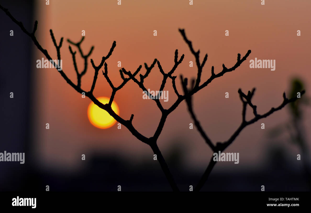 Picture of branches of a plant Stock Photo - Alamy